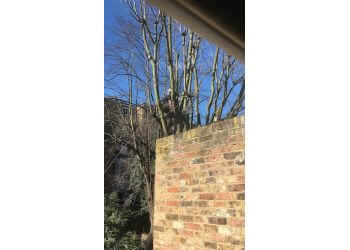3 Best Tree Services in Ealing, UK - ThreeBestRated