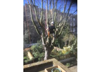 3 Best Tree Services in Ealing, UK - ThreeBestRated