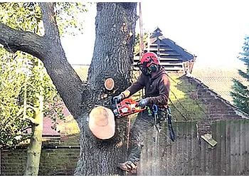 3 Best Tree Services in Nottingham, UK - Expert Recommendations