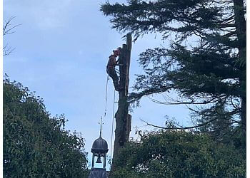 3 Best Tree Services in Nottingham, UK - Expert Recommendations