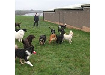3 Best Boarding Kennels in Glasgow, UK - Expert Recommendations
