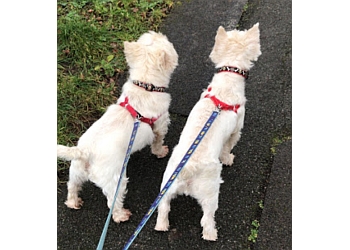 3 Best Dog Walkers in Derby, UK - Expert Recommendations