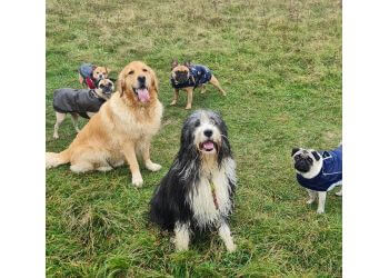 3 Best Dog Walkers in Luton, UK - ThreeBestRated