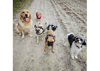 3 Best Dog Walkers in Luton, UK - ThreeBestRated