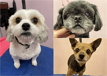 3 Best Pet Grooming in Crewe, UK - Expert Recommendations