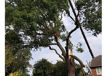3 Best Tree Services in York, UK - ThreeBestRated